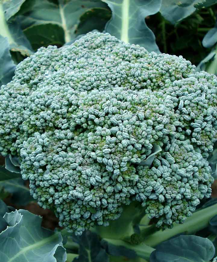 Broccoli Imperial (Formally Packman) Seed – Anderson's Seed & Garden