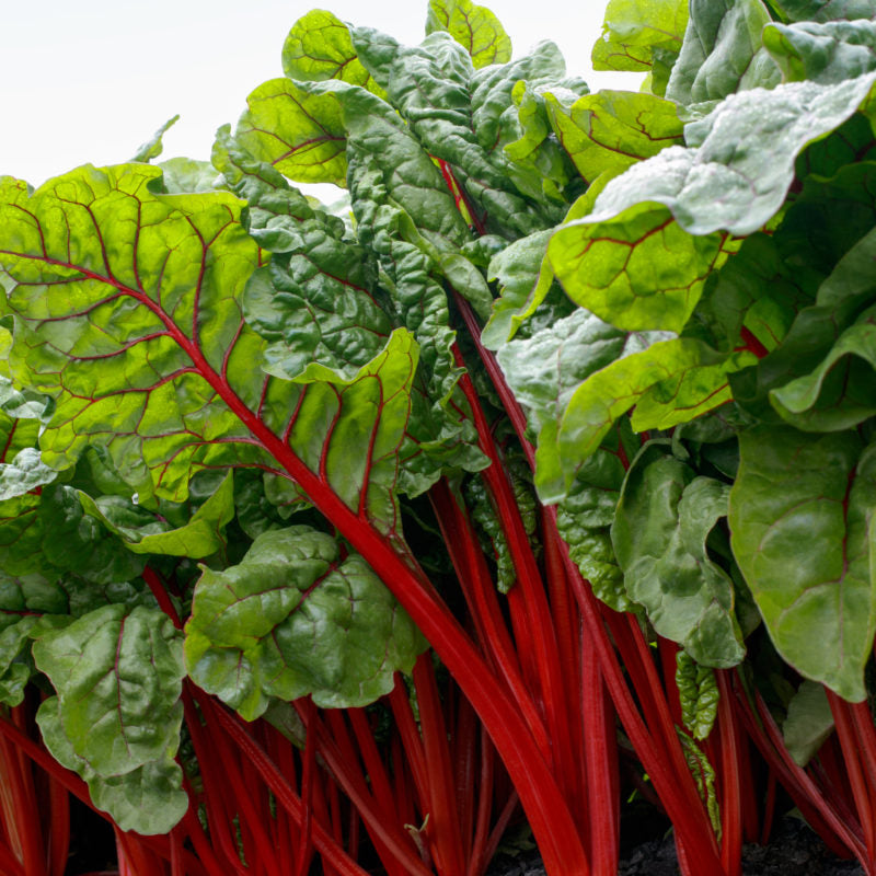Chard Rhubarb Swiss Chard Seed – Anderson's Seed & Garden